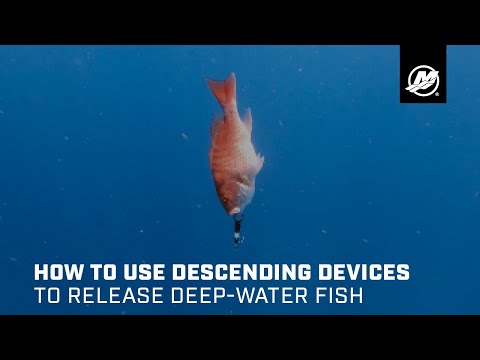 How to Use Descending Devices to Release Deep-Water Fish – Engines.com